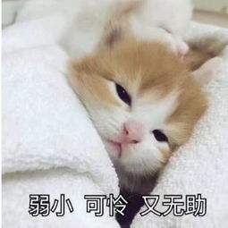 聽說你丶不愛我 