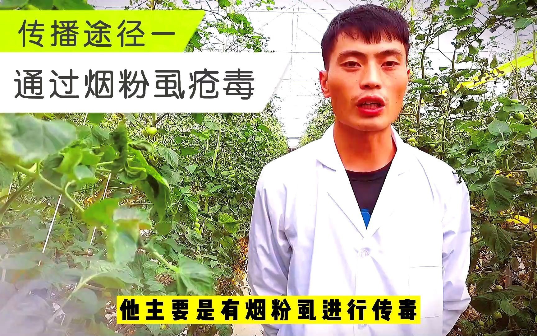 ...的打击,植株一旦染病,无药可救,希望这些防治措施能对农户们有所帮助