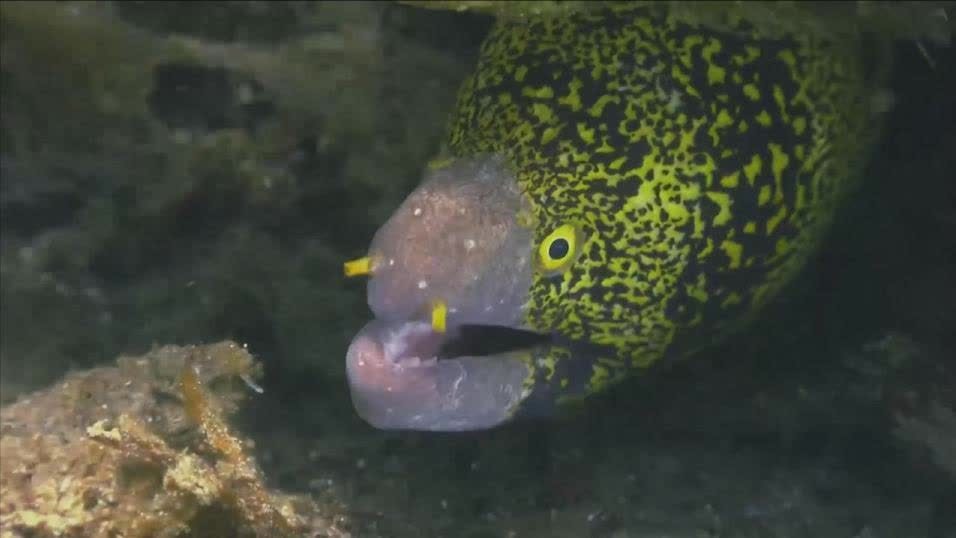 海洋世界视频纪录片:海底世界太丰富.