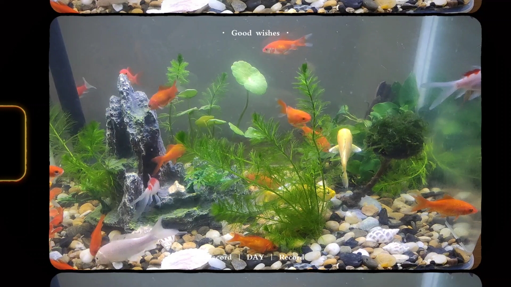 鱼缸上面的气泡真的好像逆飞的流星啊,已经是不想看鱼的地步了