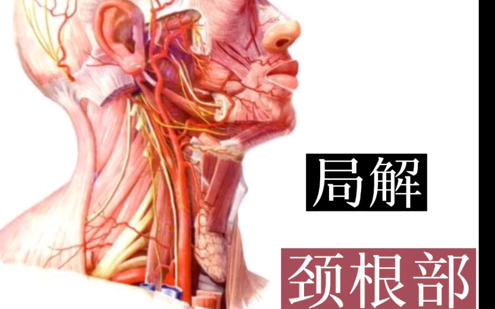 颈根部血管神经•口腔解剖生理学 | 颌面局解