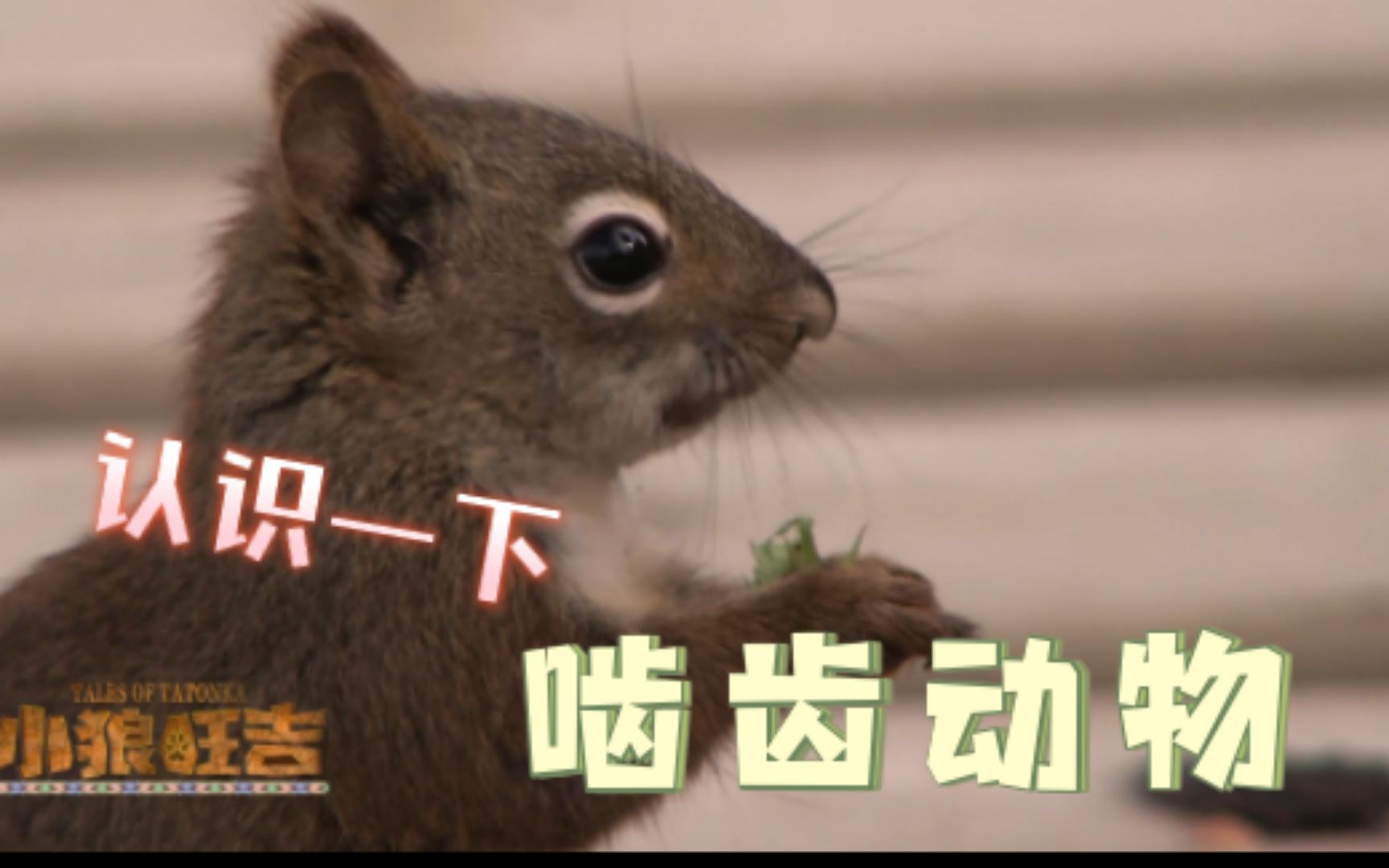【动物小百科】认识一下啮齿动物