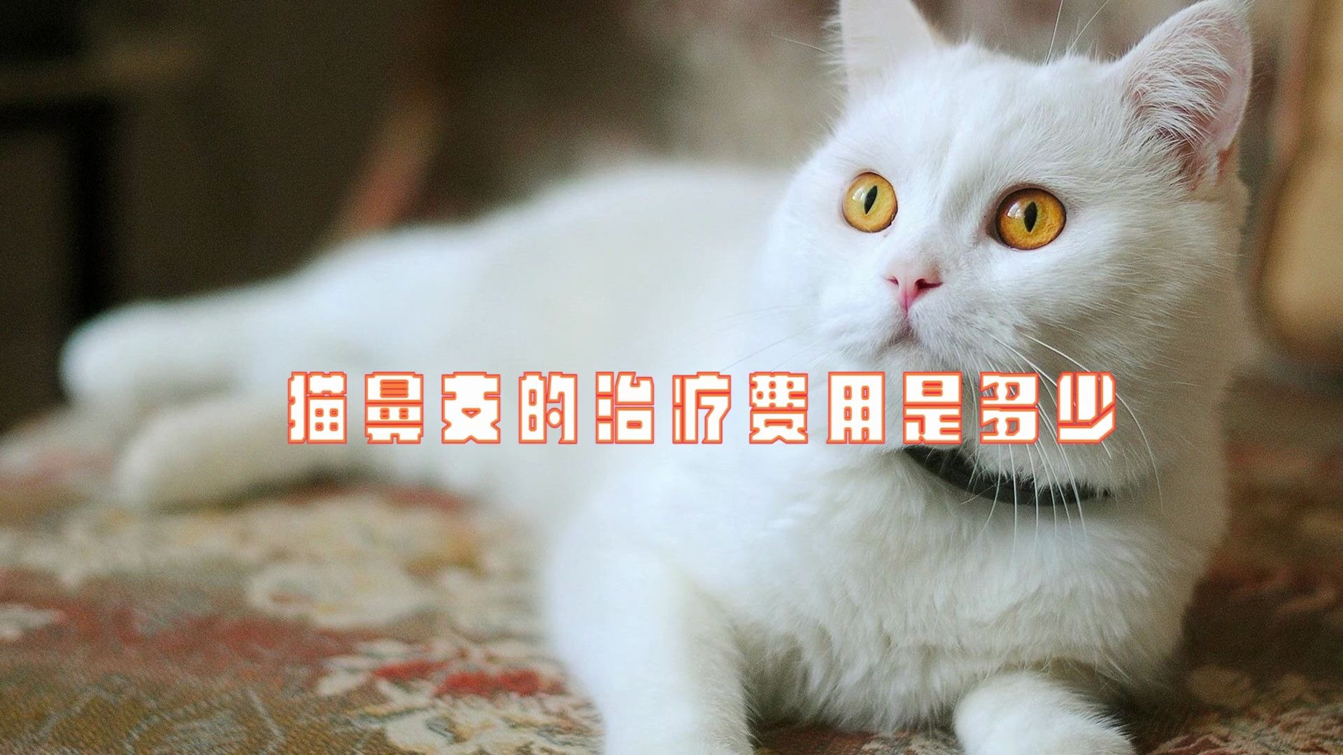 猫鼻支的治疗费用是多少