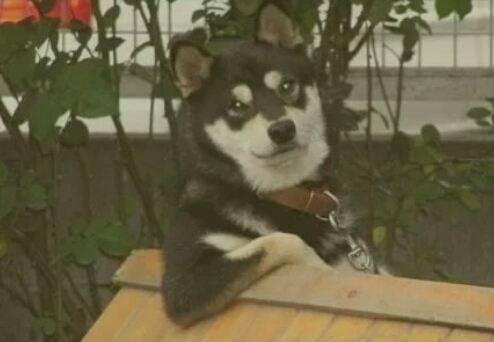 大眼萌妹哇哈哈 