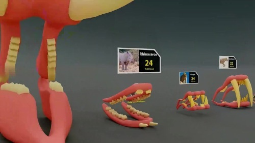 科普小知识,不同动物牙齿数量排行榜