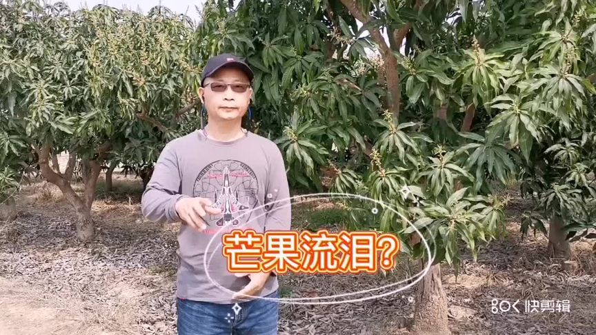 芒果花期流胶#芒果栽培管理新技术 #芒果细菌性角斑病防控