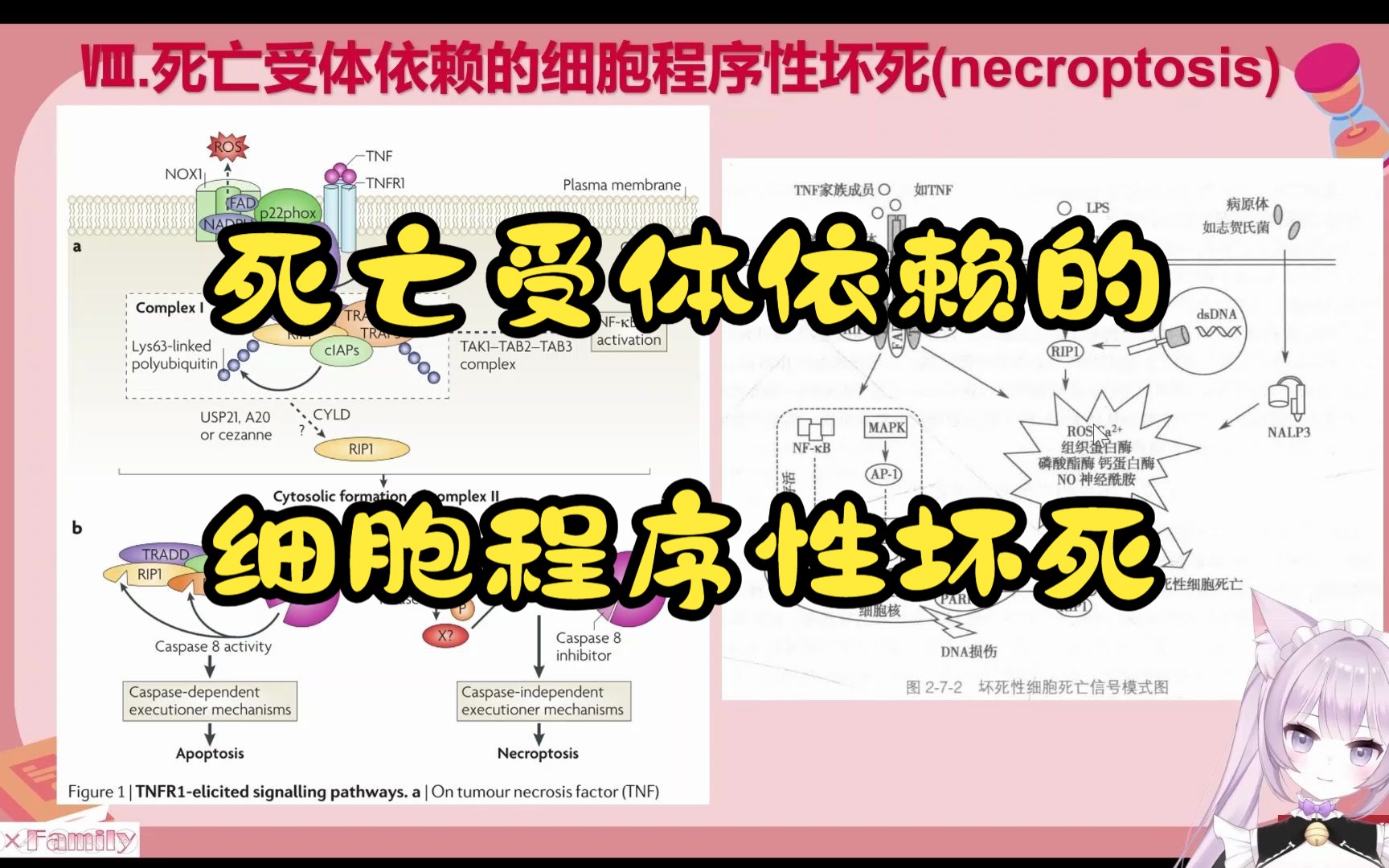 死亡受体依赖的细胞程序性坏死