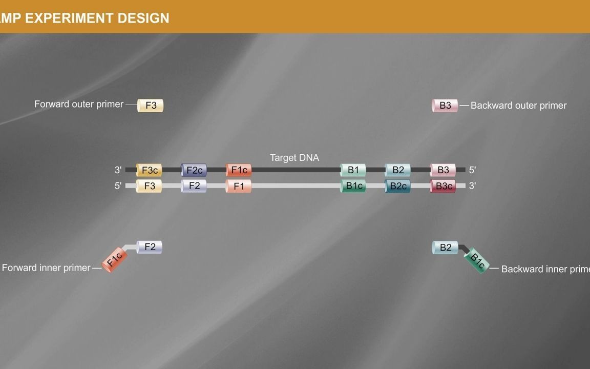 环介导等温扩增(LAMP)原理(视频中文翻译,请点击右侧箭头)
