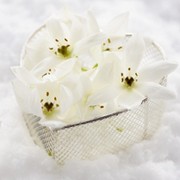 倪叶明 