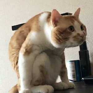 盡吹散 