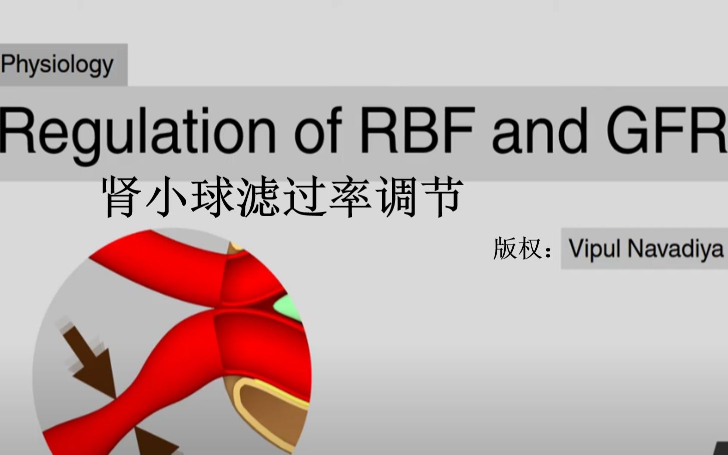肾小球滤过率的自身调节