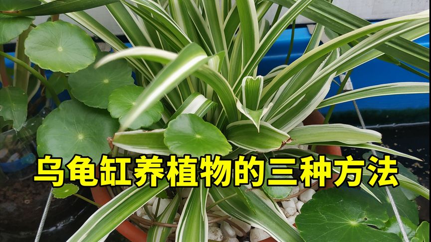 乌龟缸里养水草好处多,净化水质仿野生,龟缸种植物的三种方法