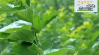 老中医推荐的桑树叶子泡水喝有什么功效? 糖尿病患者的福音!