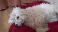 江苏皮皮比熊犬泰迪瘟抽搐口吐白沫治疗已经康复