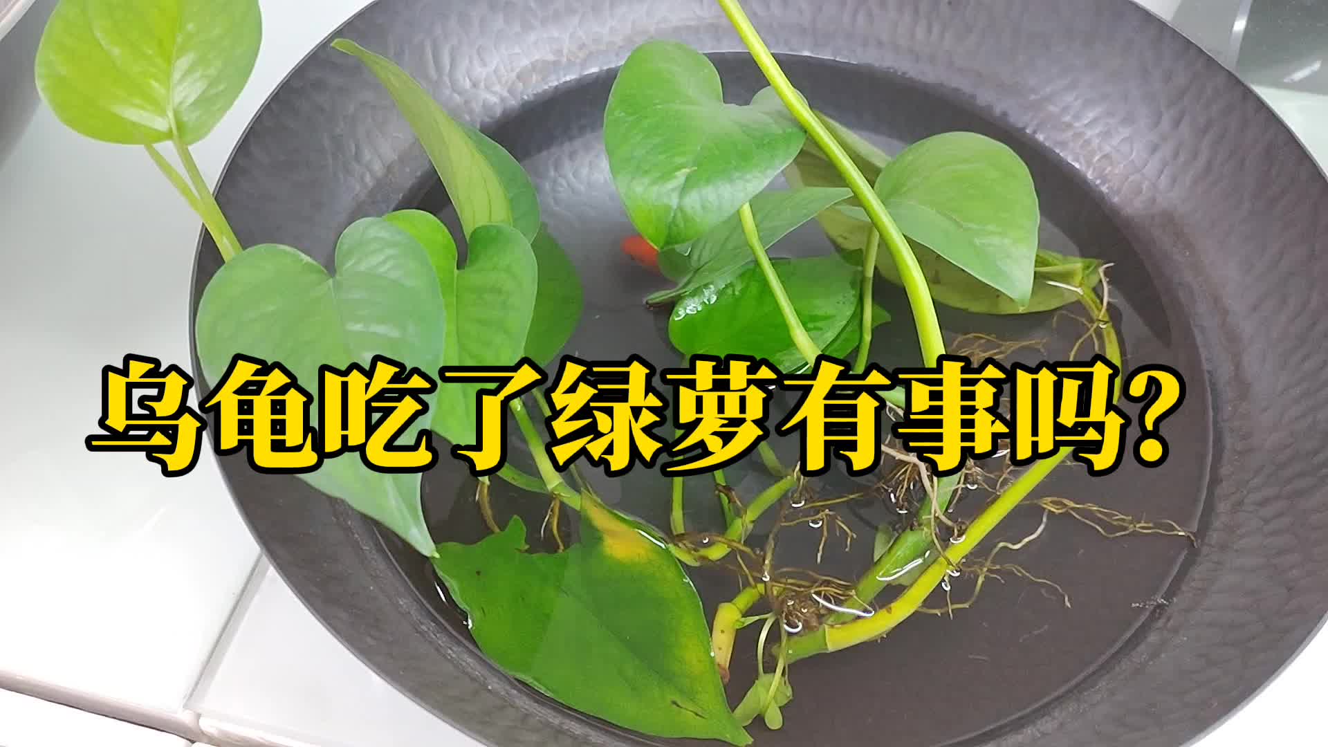 乌龟缸里可以放绿萝?乌龟吃绿萝会中毒吗?绿萝养龟养鱼问题解答,...