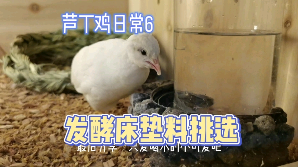 芦丁鸡日常|懒人饲养员发酵床垫料挑选