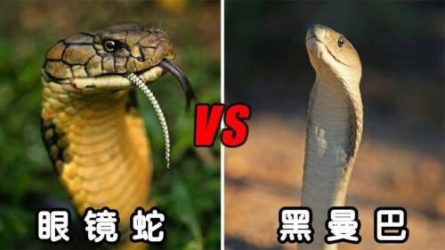 眼镜蛇vs黑曼巴,当百毒之王遇到黑色杀手,谁会笑到最后呢?
