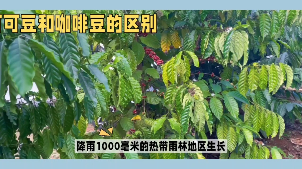 可可豆和咖啡豆的区别