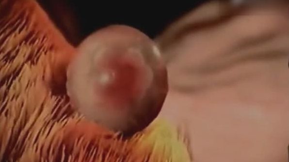 从怀孕到婴儿出生 的全过程 这视频太震撼了