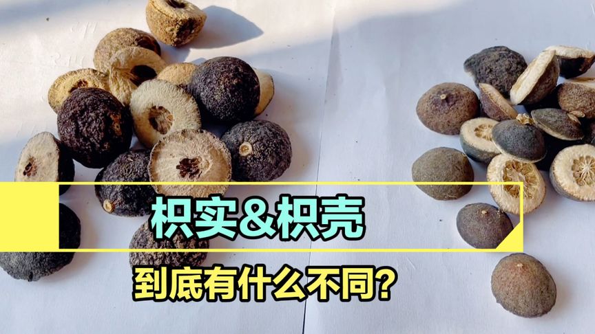 贰蒙教你怎么区分枳实和枳壳,以及它们的药用价值在哪里?