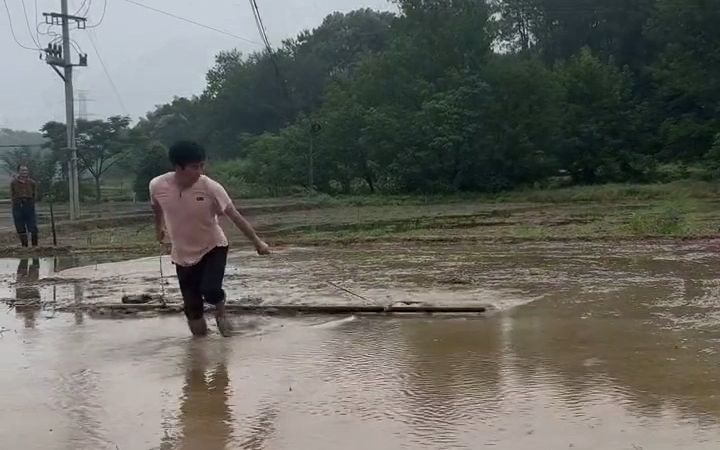你知道水稻是怎样播种的吗?