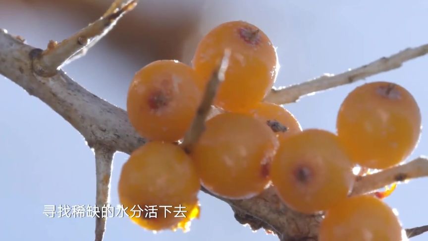 大漠中的“生命之王”:沙棘!