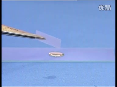 1 观察草履虫及应激性