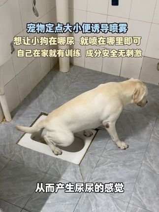 训练定点大小便真的不难,学会使用辅助工具,一定要配合上奖励小零食,...