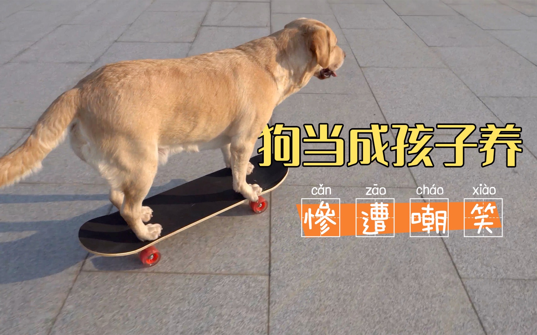 辣眼睛!我一大男人居然对狗做出这种“蠢”事