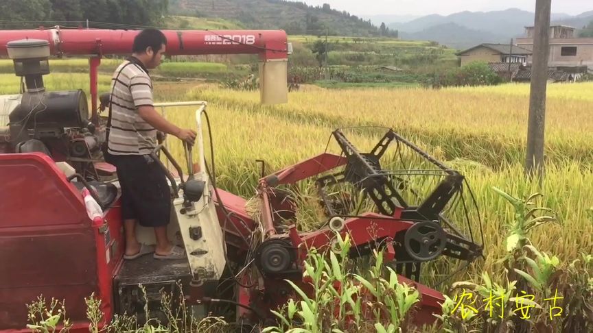 国庆后稻谷基本上已成熟,农村一片都是秋收的节奏