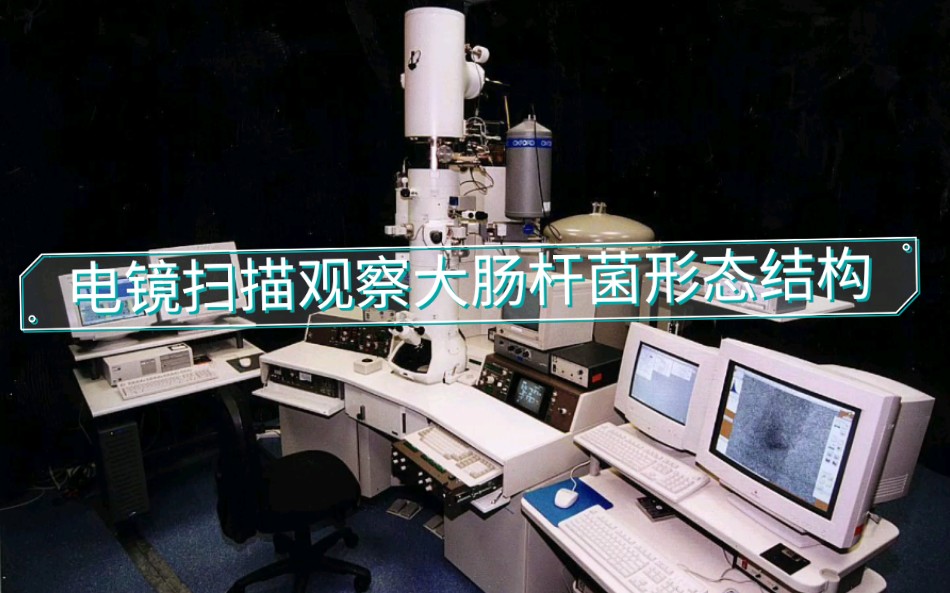 电镜扫描观察大肠杆菌形态结构