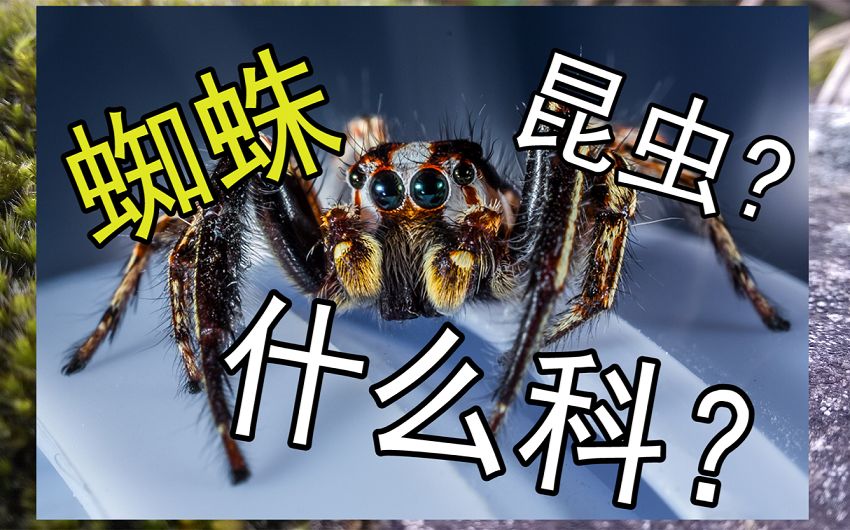 【科普】分类学入门:什么是界门纲目科属种