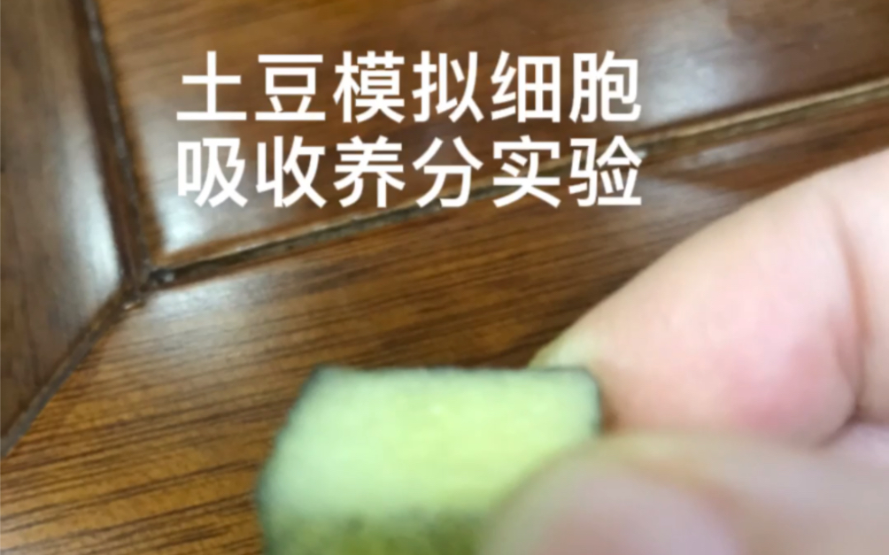 土豆大小模拟细胞吸收养分的实验(细胞不能无限长大)