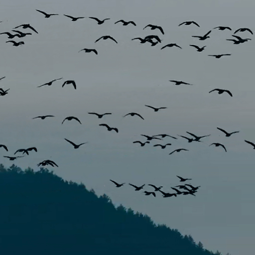 来自云鹤乡的占卜师 