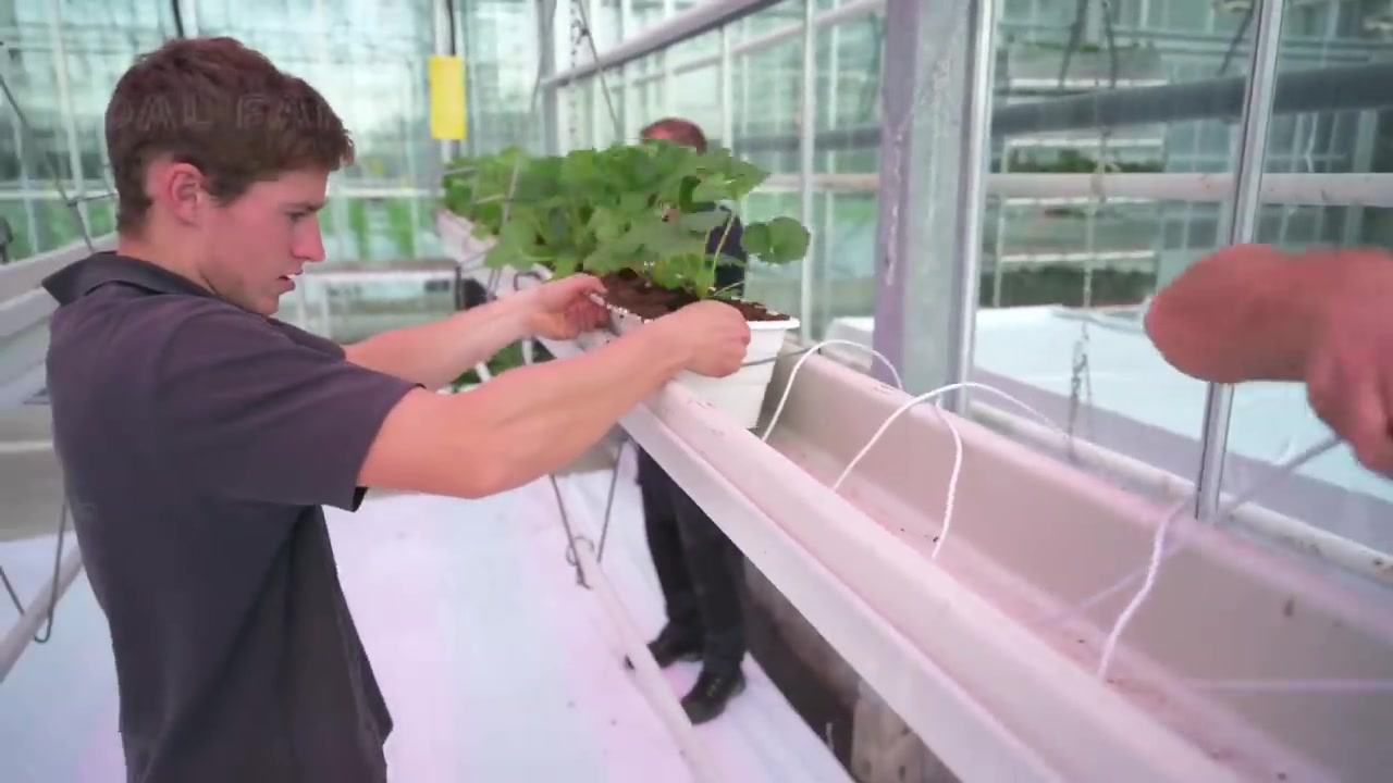 ...现代温室草莓种植氟碳聚酯基质槽种植槽吊挂系统 无接头基质槽生产...