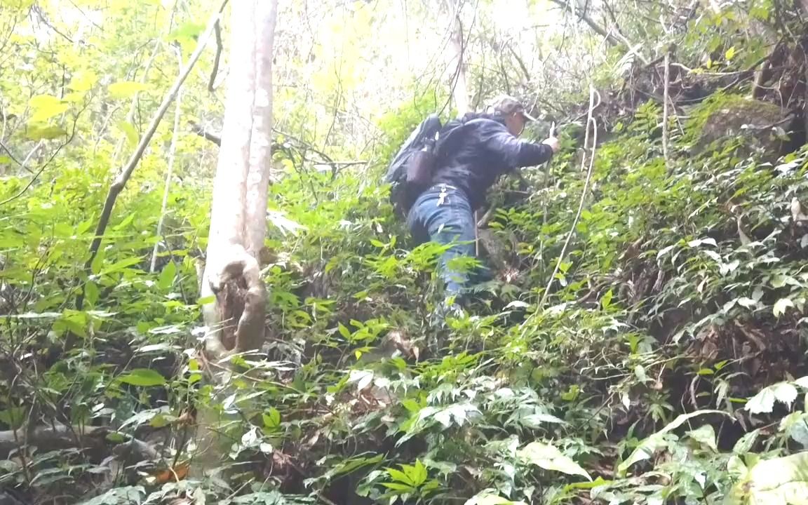 深山里野生红藤,用于跌打损伤风湿痹痛的一味药材,民间常用草药