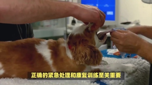 避免二次伤害:狗狗骨折后的科学处理与康复训练全攻略