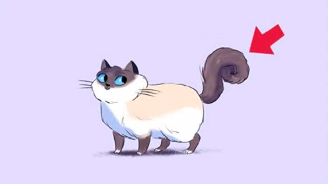 猫的10种动作的含义,可能跟你想象中的有所不同!