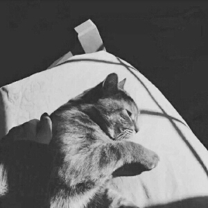 没错我就是薯饼 