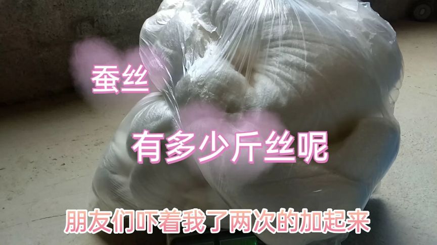 农村养蚕日常,朋友要的两批蚕已拉成丝,第二次的蚕茧出丝量高