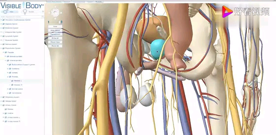 五脏六腑解剖图