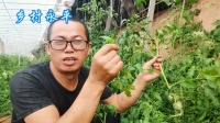 永平的农村生活 第8集 西红柿只开花不结果,只需要用这个方法!