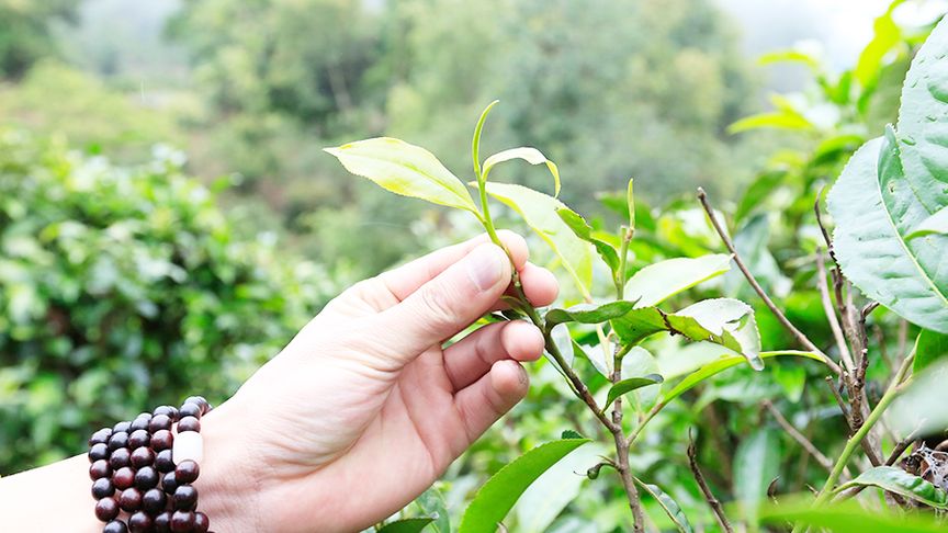 普洱生茶和普洱熟茶的区别和适宜人群!