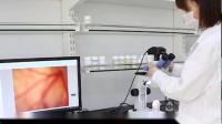 鸡胚绒毛尿囊膜实验-HET-CAM