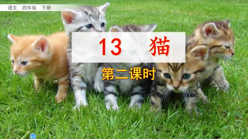 四年级下册语文《13.猫》第二课时