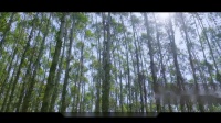 【样片展示】广西林业集团企业宣传片