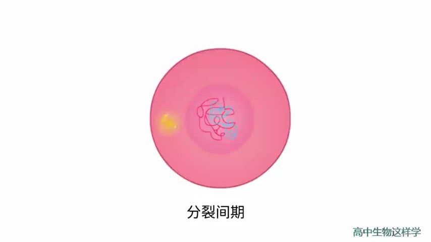 减数分裂的过程(精细胞的形成过程)#科普 #生物 #一起学习