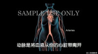 3D动画演示高血压病变过程,收缩压与舒张压是如何形成的!