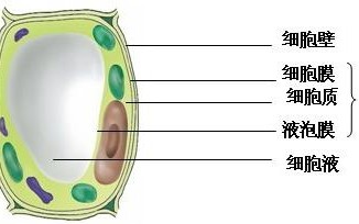 [高中生物必修一]植物细胞的质壁分离及复原