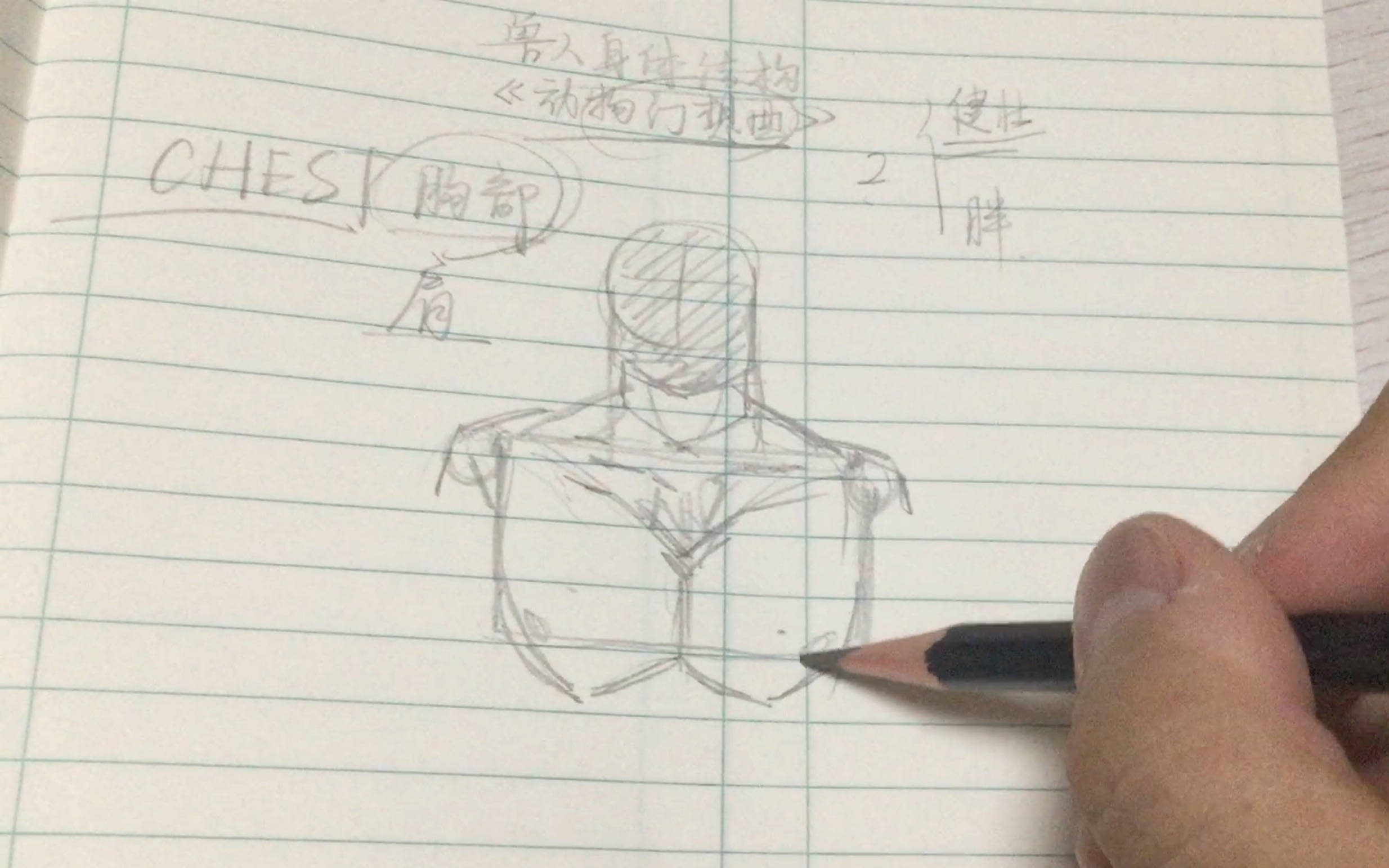 【兽人绘画教学】兽人胸肌应该怎么画(简单版)